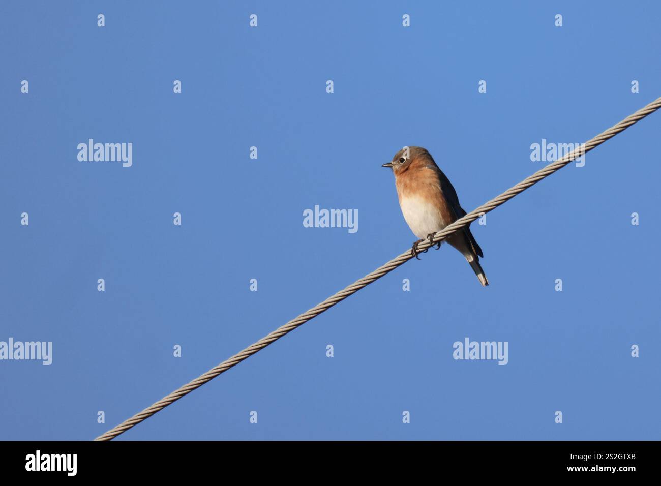 Eastern Bluebird (Sialia sialis Stock Photo - Alamy