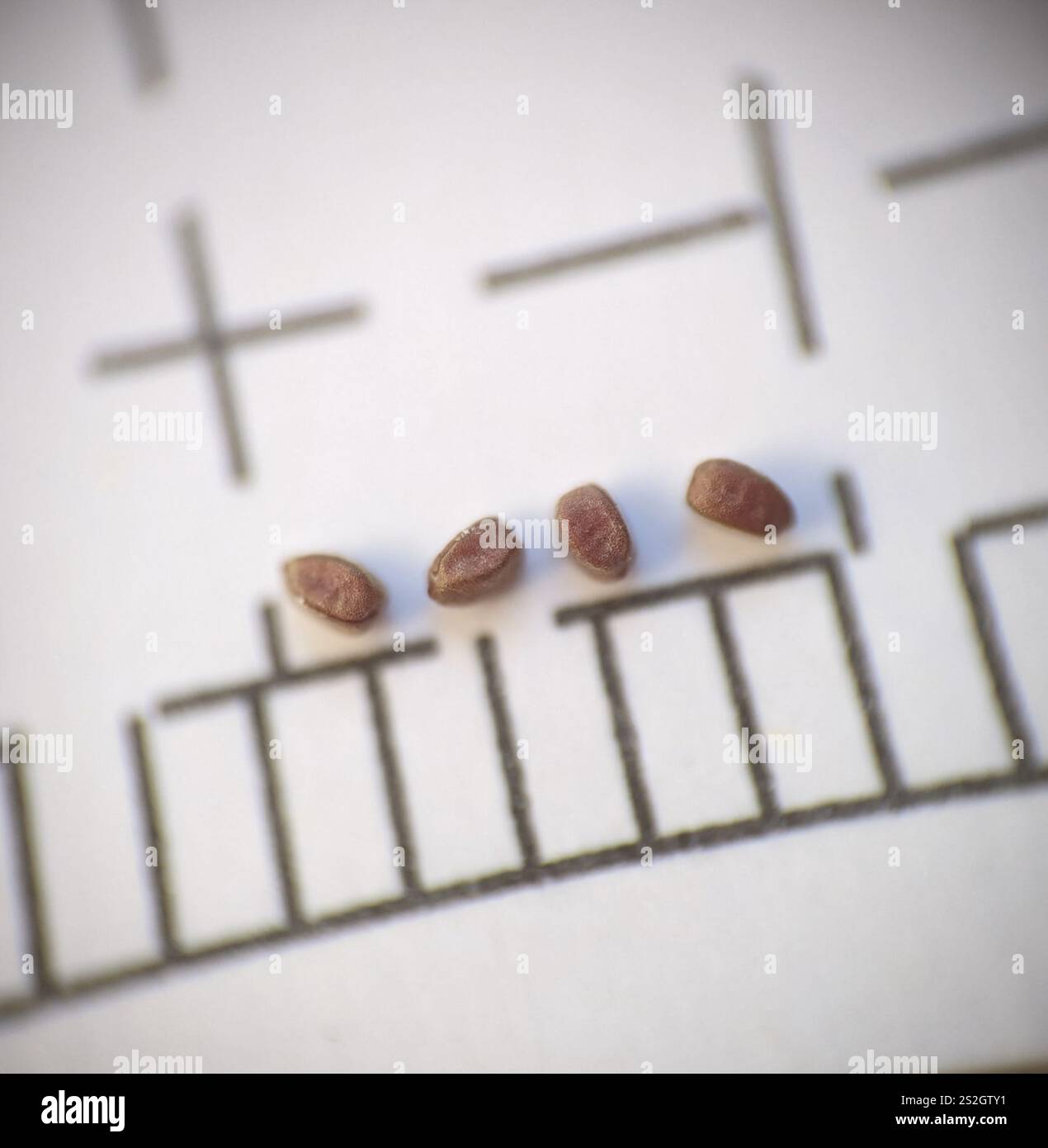 limestone sandmat (Euphorbia blodgettii Stock Photo - Alamy