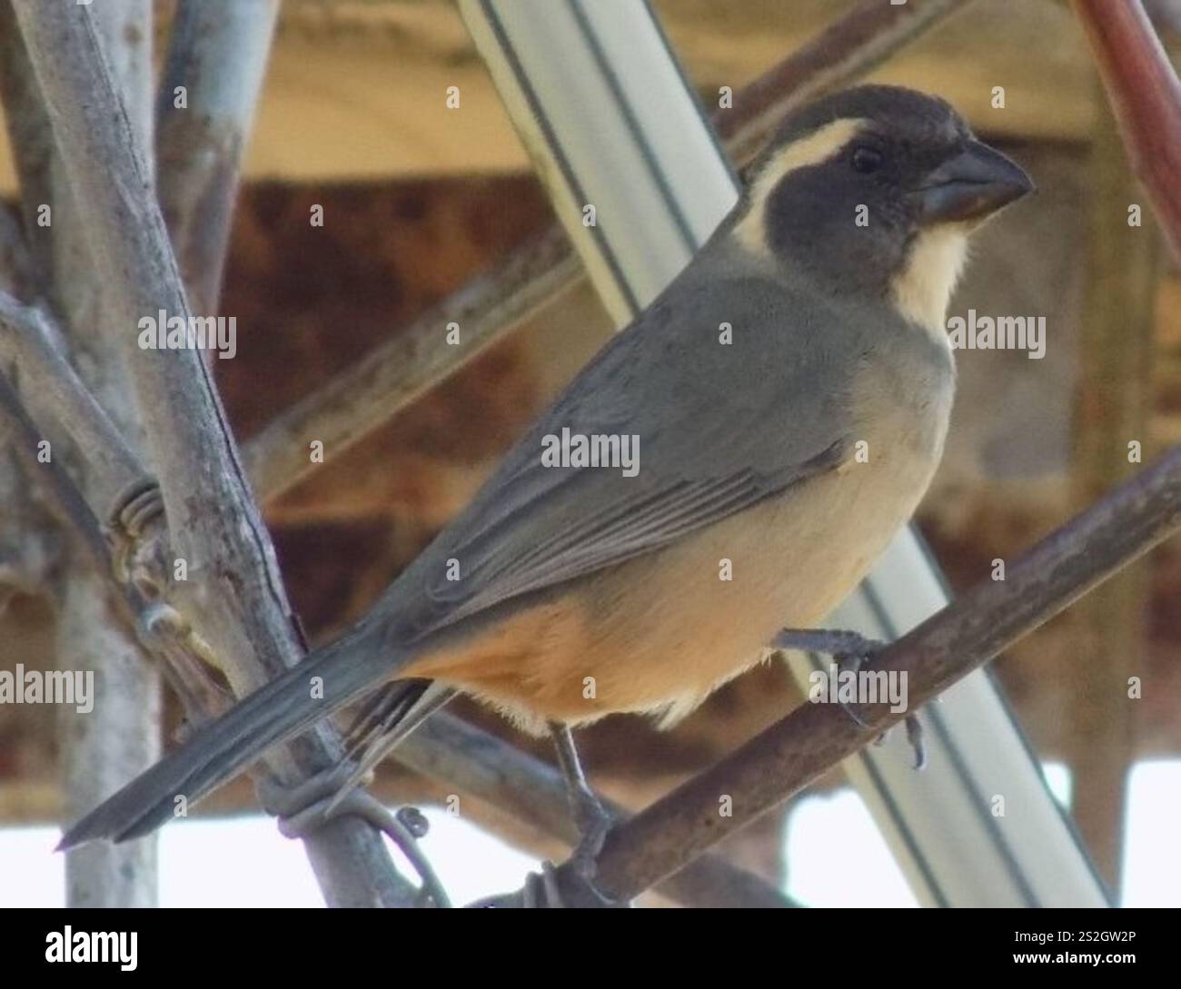 Golden-billed Saltator (Saltator aurantiirostris Stock Photo - Alamy