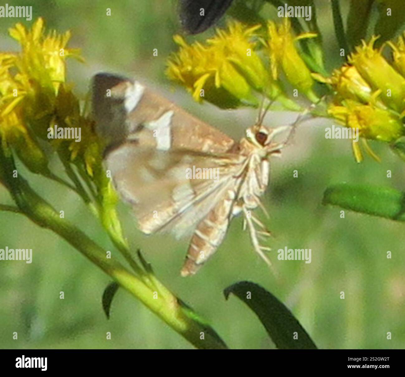 Hawaiian Beet Webworm Moth (Spoladea recurvalis Stock Photo - Alamy
