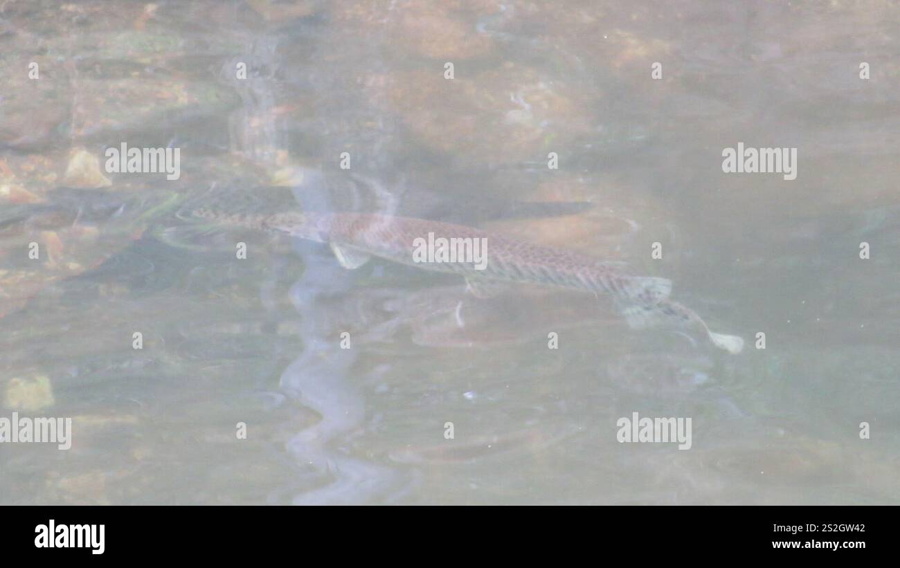 Florida Gar (Lepisosteus platyrhincus Stock Photo - Alamy