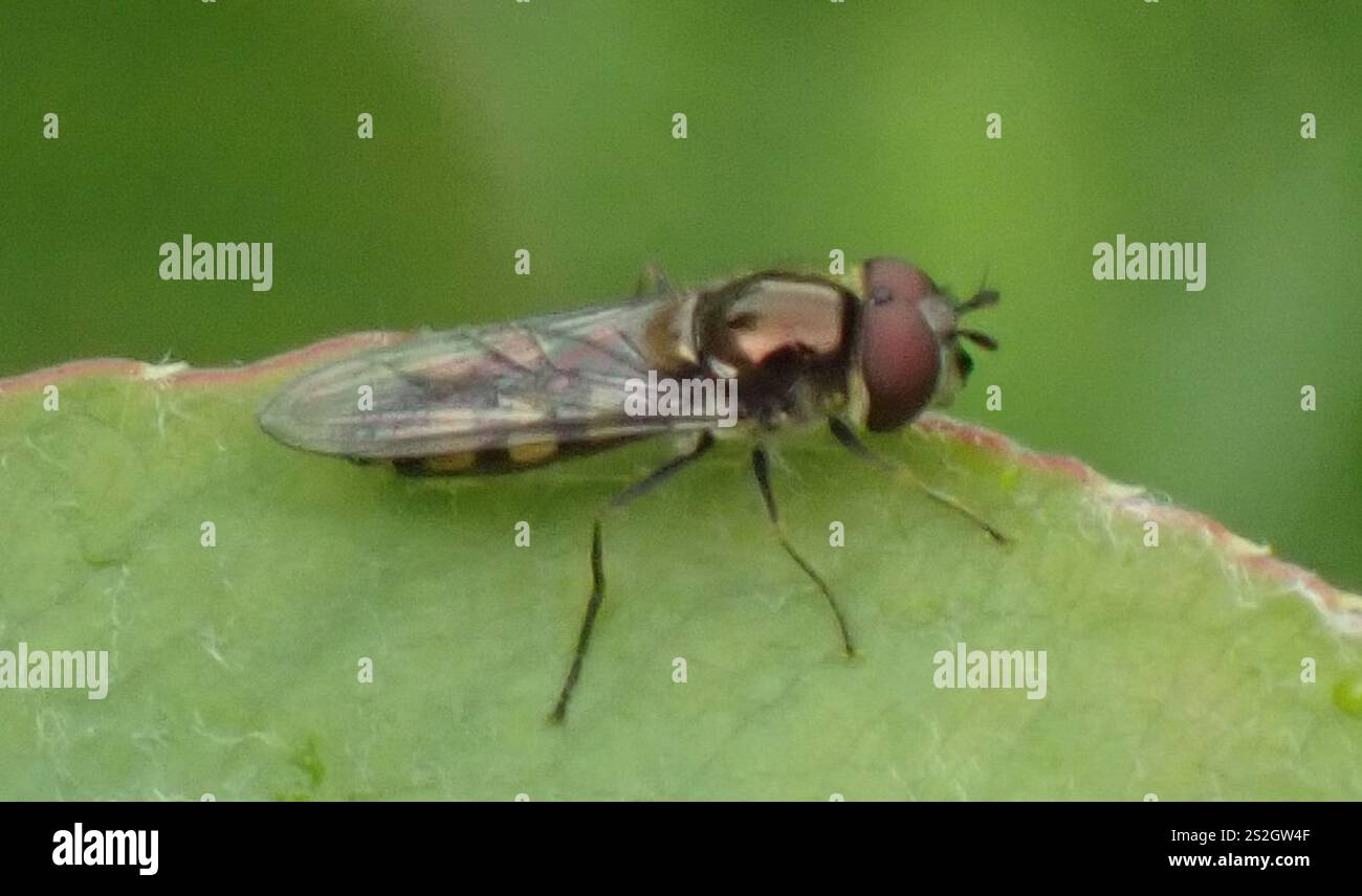 Typical Hover Flies (Syrphinae Stock Photo - Alamy