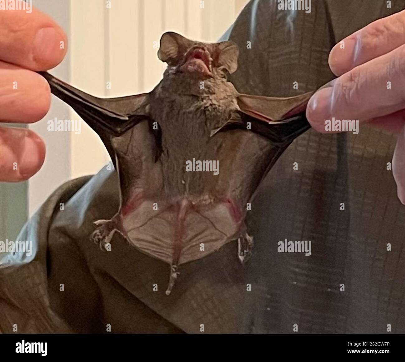 Mexican Free-tailed Bat (Tadarida brasiliensis Stock Photo - Alamy