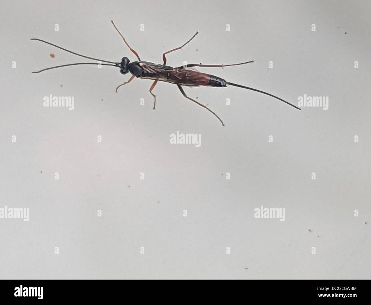 Sabre Wasp (Rhyssa persuasoria Stock Photo - Alamy