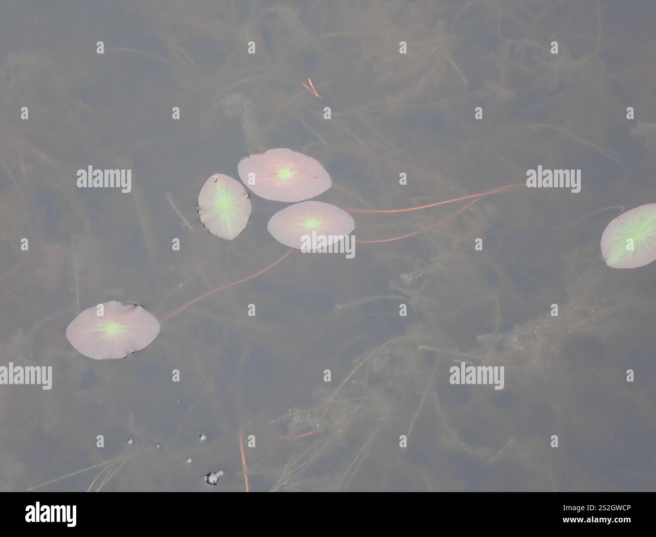 Watershield (Brasenia schreberi Stock Photo - Alamy