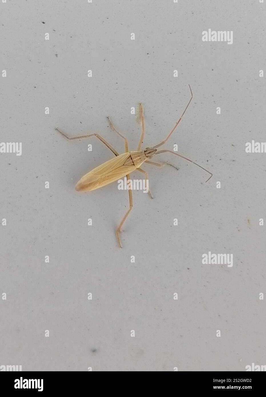 Grass bug (Stenodema laevigata Stock Photo - Alamy