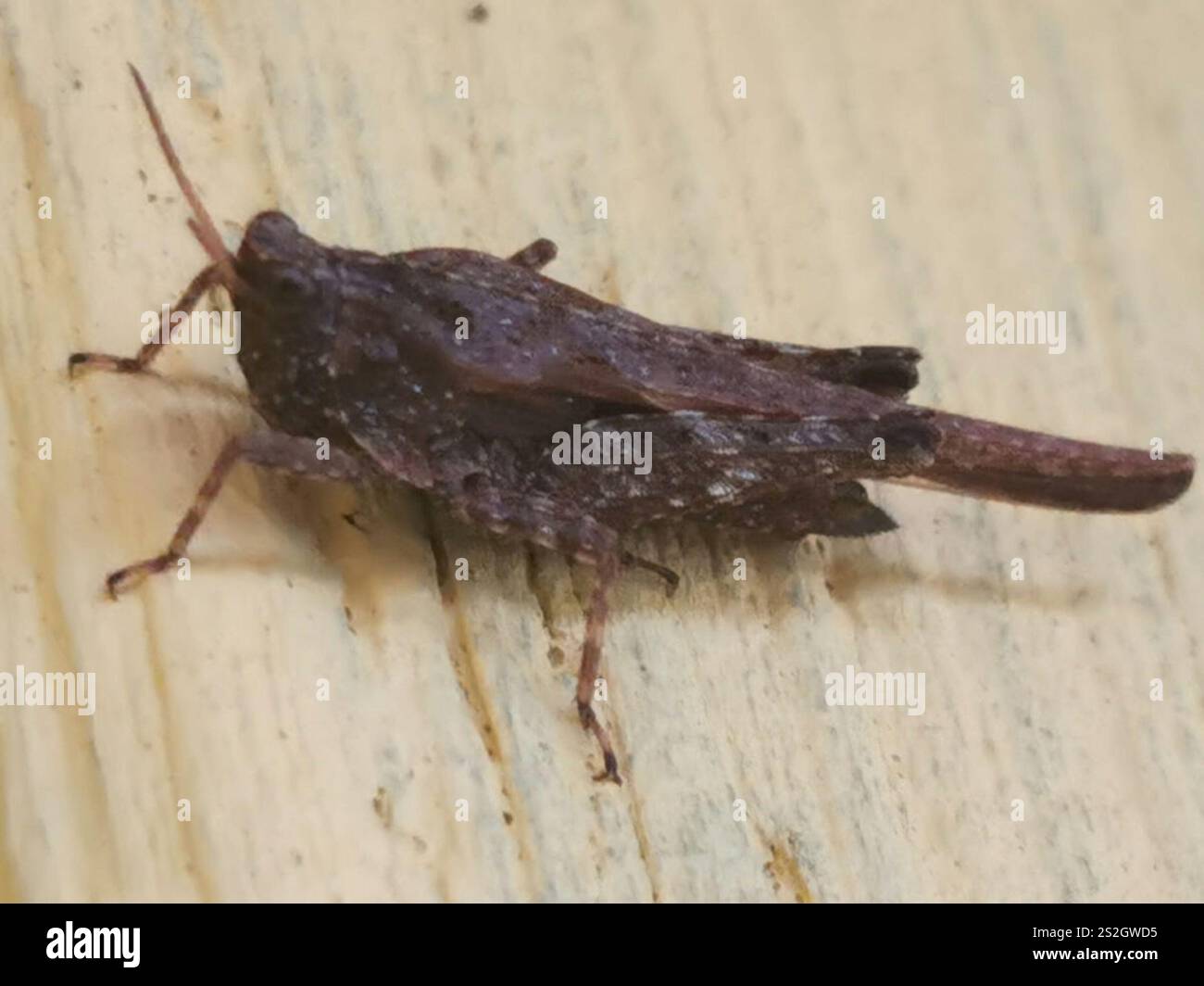 Obscure Grouse Locust (Tetrix arenosa Stock Photo - Alamy