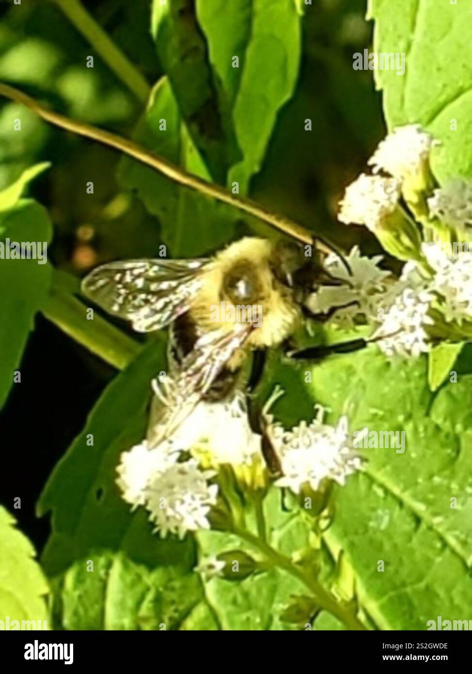 Common Eastern Bumble Bee (Bombus impatiens Stock Photo - Alamy