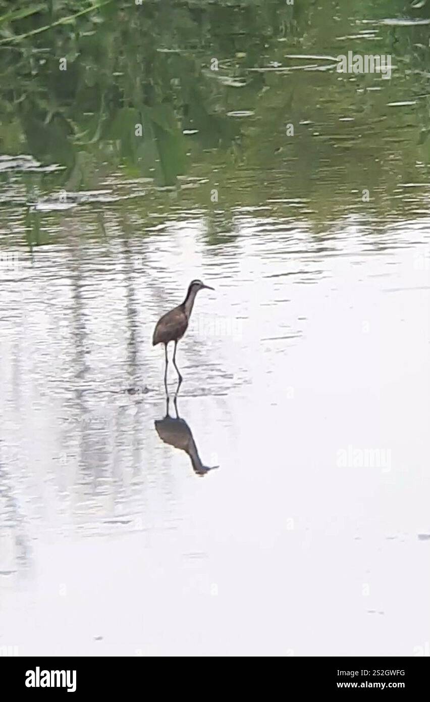 Wattled Jacana (Jacana jacana Stock Photo - Alamy