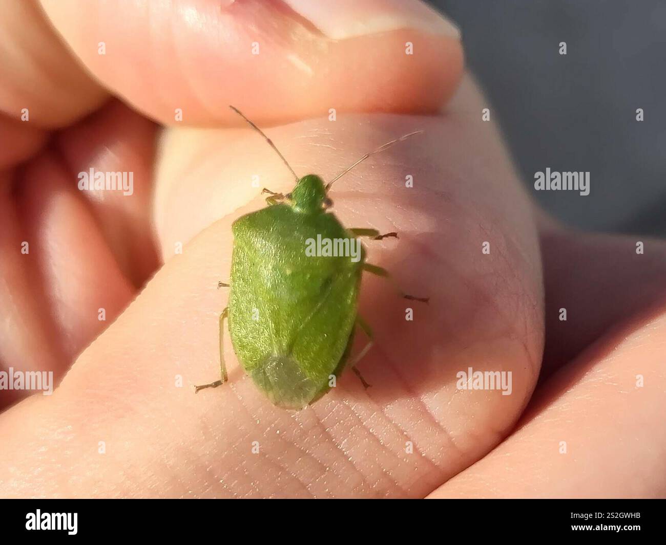 Southern Green Stink Bug (Nezara viridula Stock Photo - Alamy