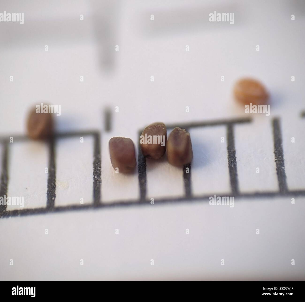 limestone sandmat (Euphorbia blodgettii Stock Photo - Alamy