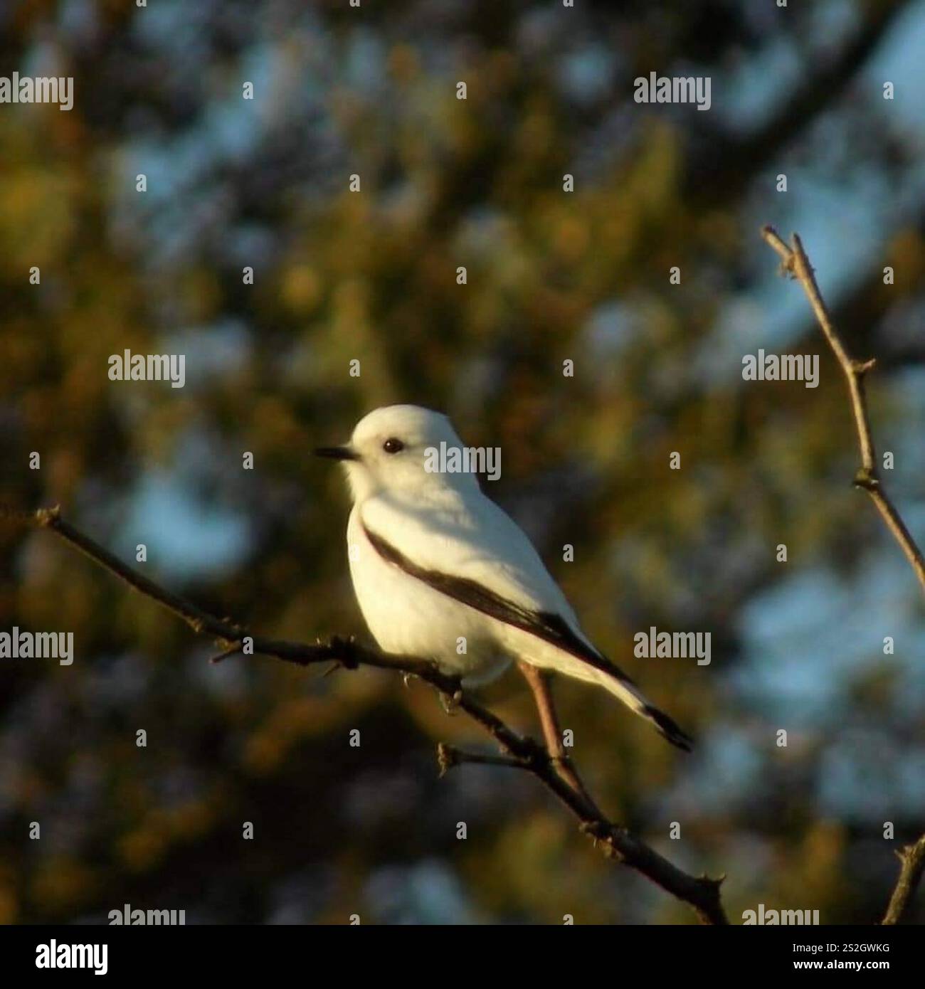 White Monjita (Xolmis irupero Stock Photo - Alamy