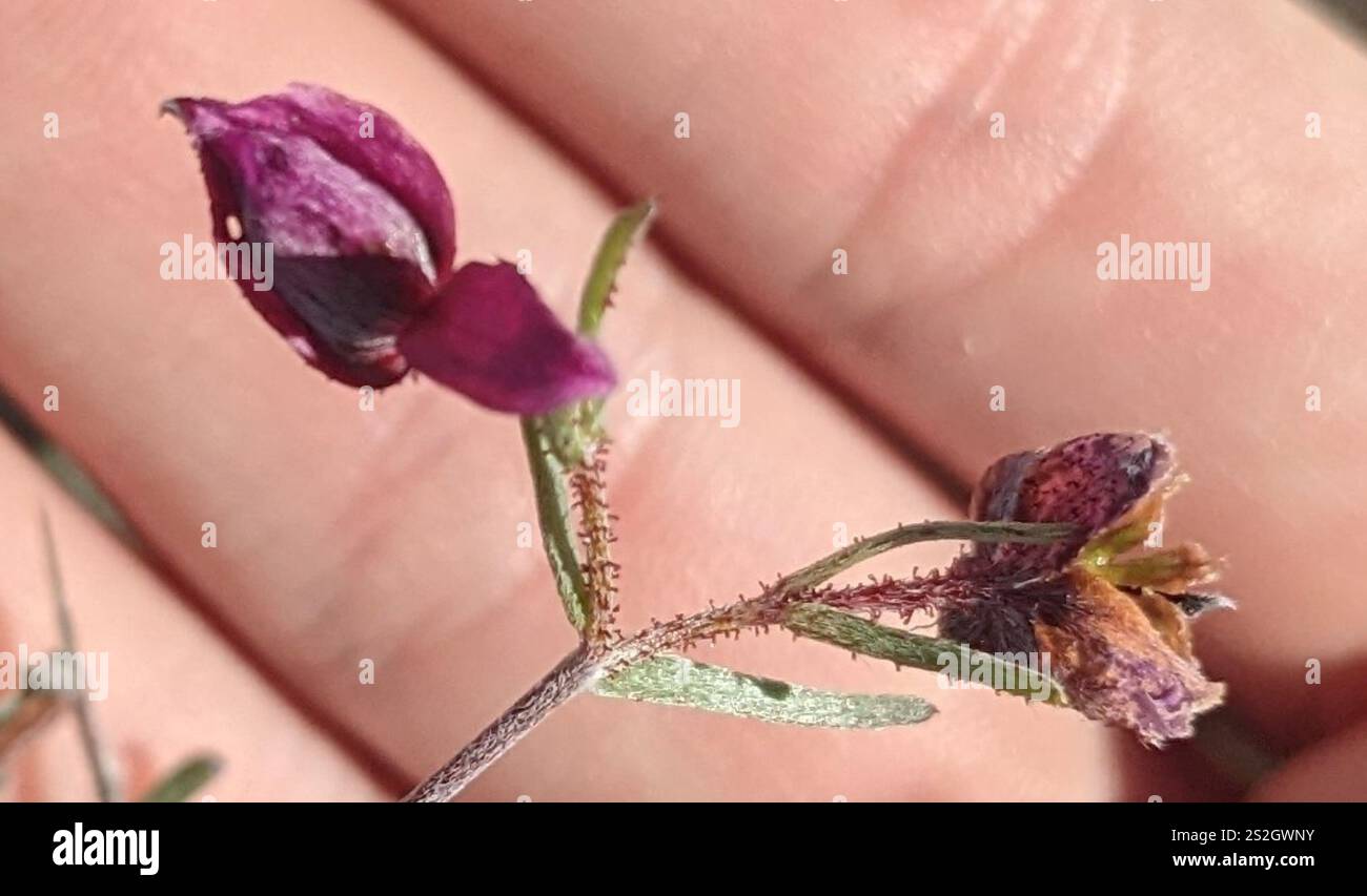 flowering plants (Angiospermae Stock Photo - Alamy