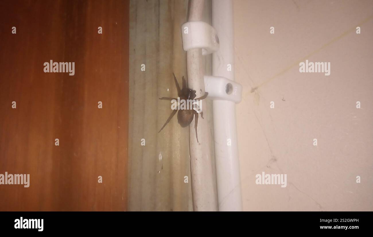 Lace-Weaver Spider (Amaurobius similis Stock Photo - Alamy