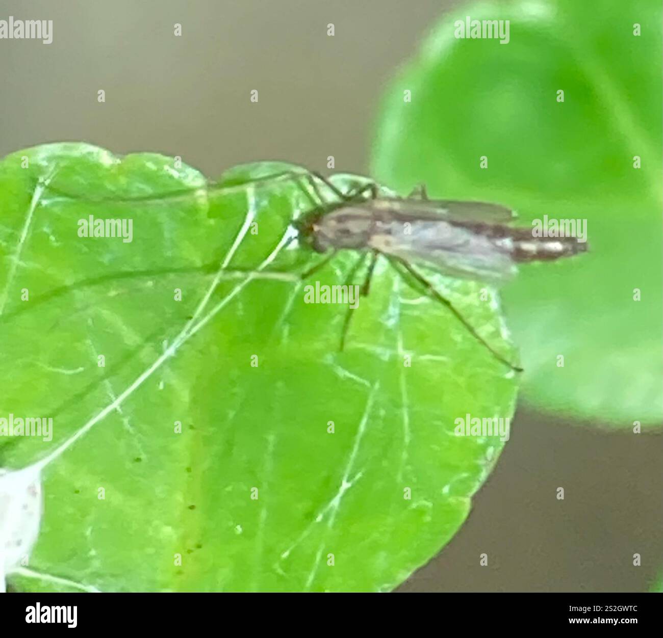 Non-biting Midges (Chironomidae Stock Photo - Alamy