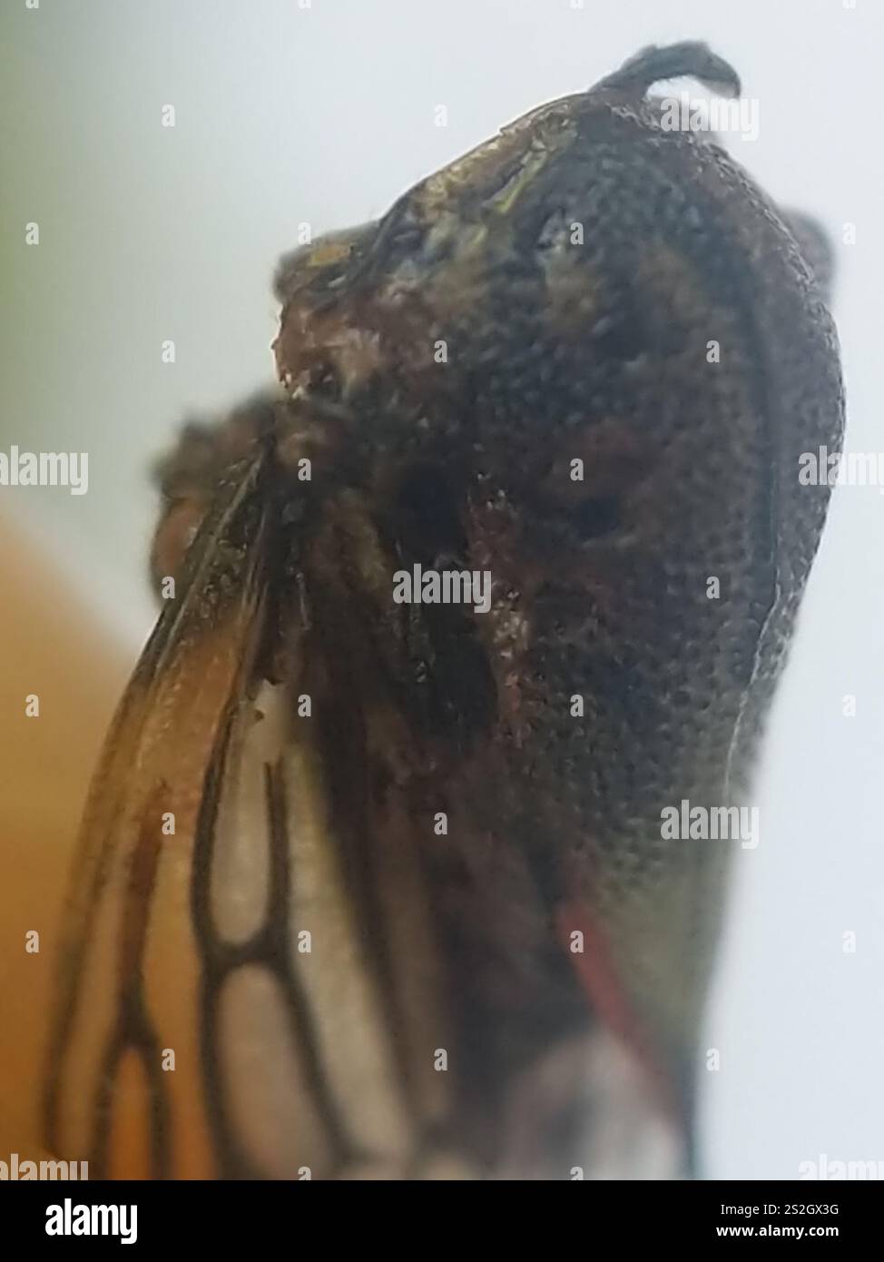 Oak Treehopper (Platycotis vittata Stock Photo - Alamy