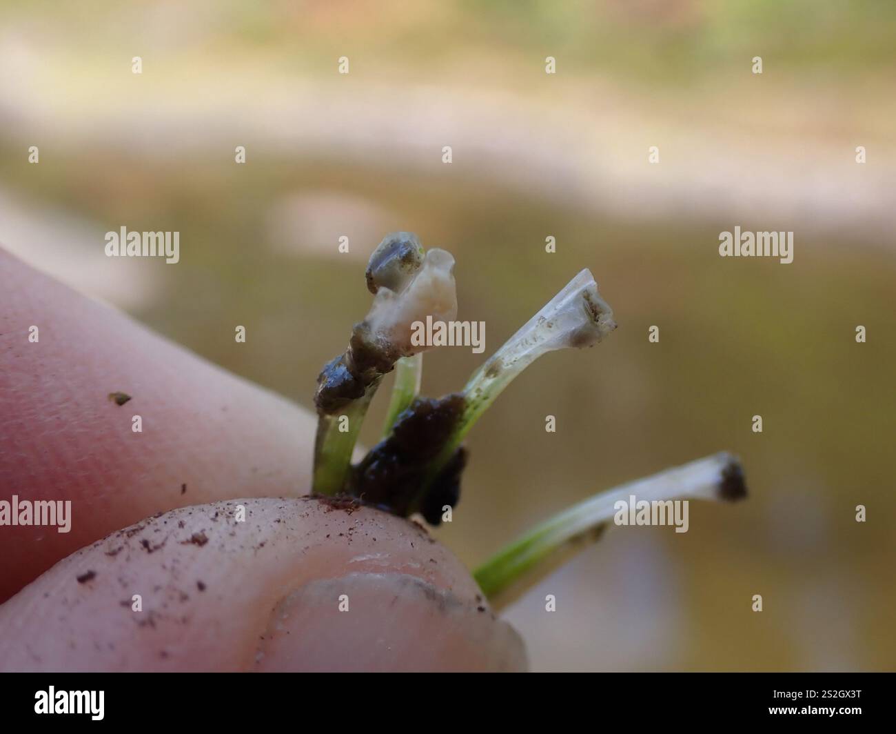 maritime quillwort (Isoetes maritima Stock Photo - Alamy