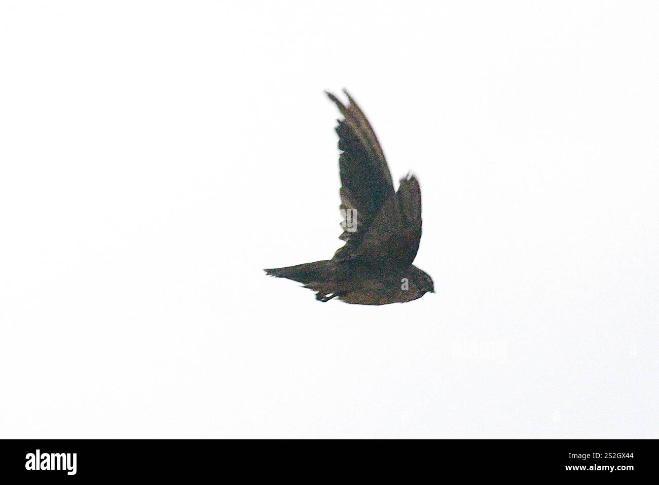 Dark Swiftlets (Aerodramus Stock Photo - Alamy