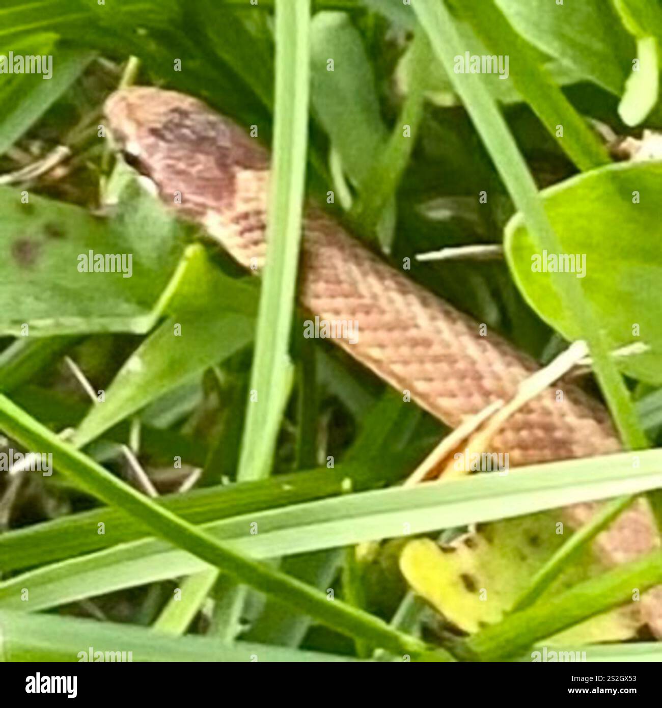 Northern Redbelly Snake (Storeria occipitomaculata occipitomaculata ...