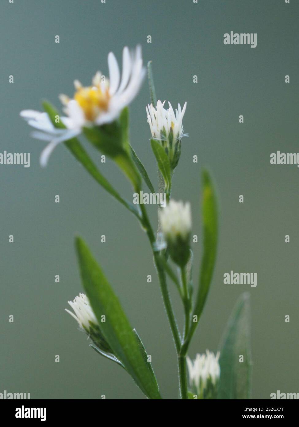 panicled aster (Symphyotrichum lanceolatum Stock Photo - Alamy