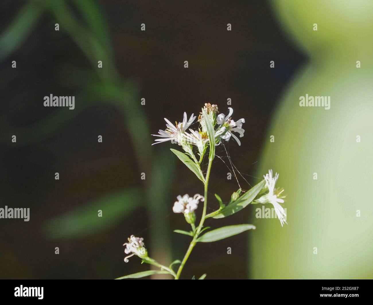 panicled aster (Symphyotrichum lanceolatum Stock Photo - Alamy
