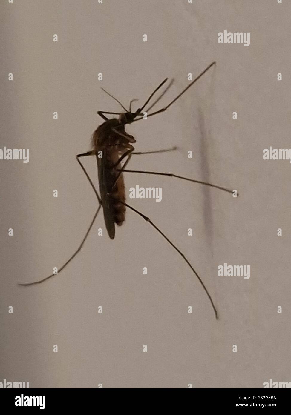 Common house mosquito (Culex pipiens Stock Photo - Alamy