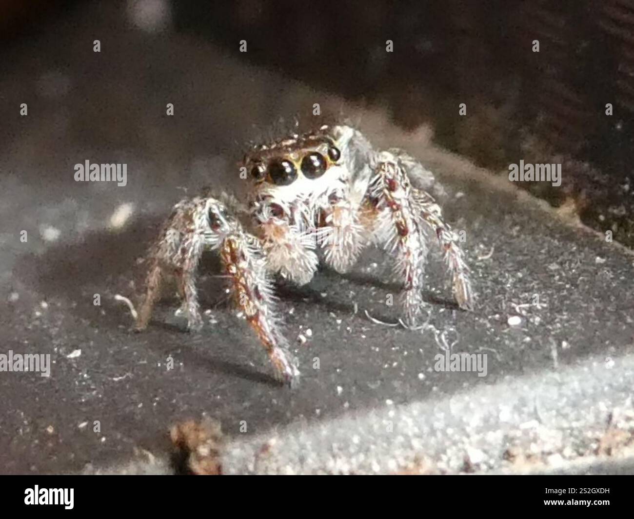 Bronze Jumping Spider (Eris militaris Stock Photo - Alamy