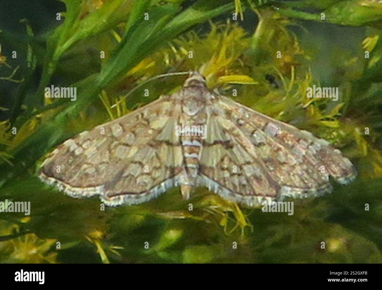 Stained-glass Moth (Samea castellalis Stock Photo - Alamy