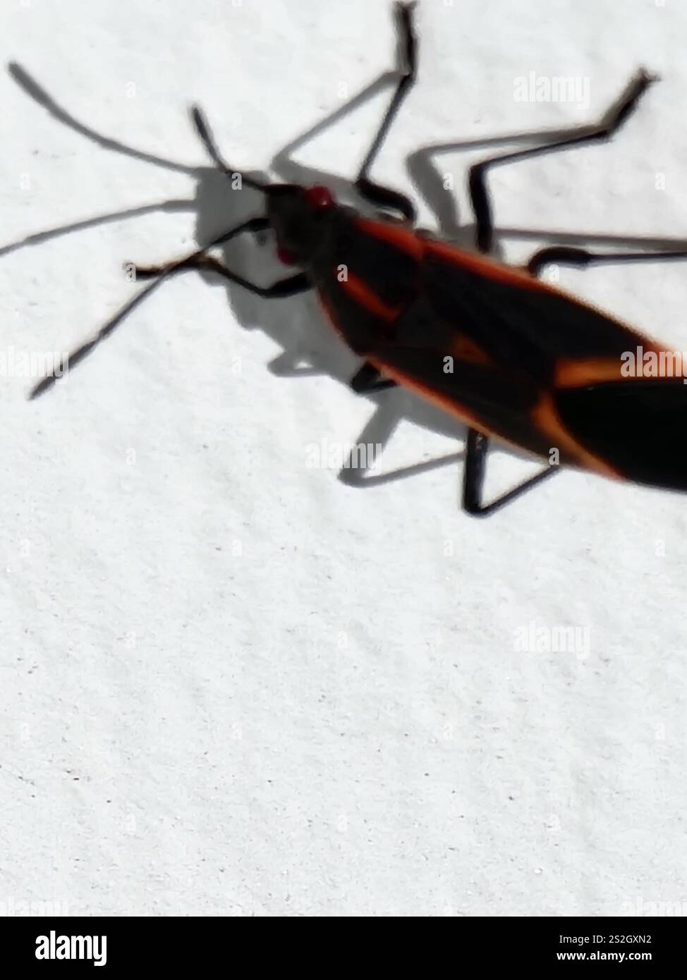 Eastern Boxelder Bug (Boisea trivittata Stock Photo - Alamy