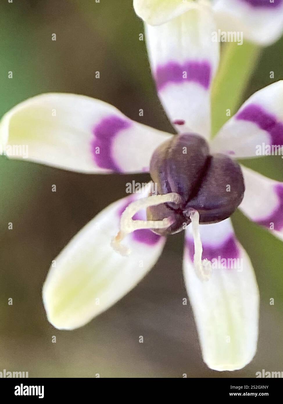 Early Nancy (Wurmbea dioica Stock Photo - Alamy