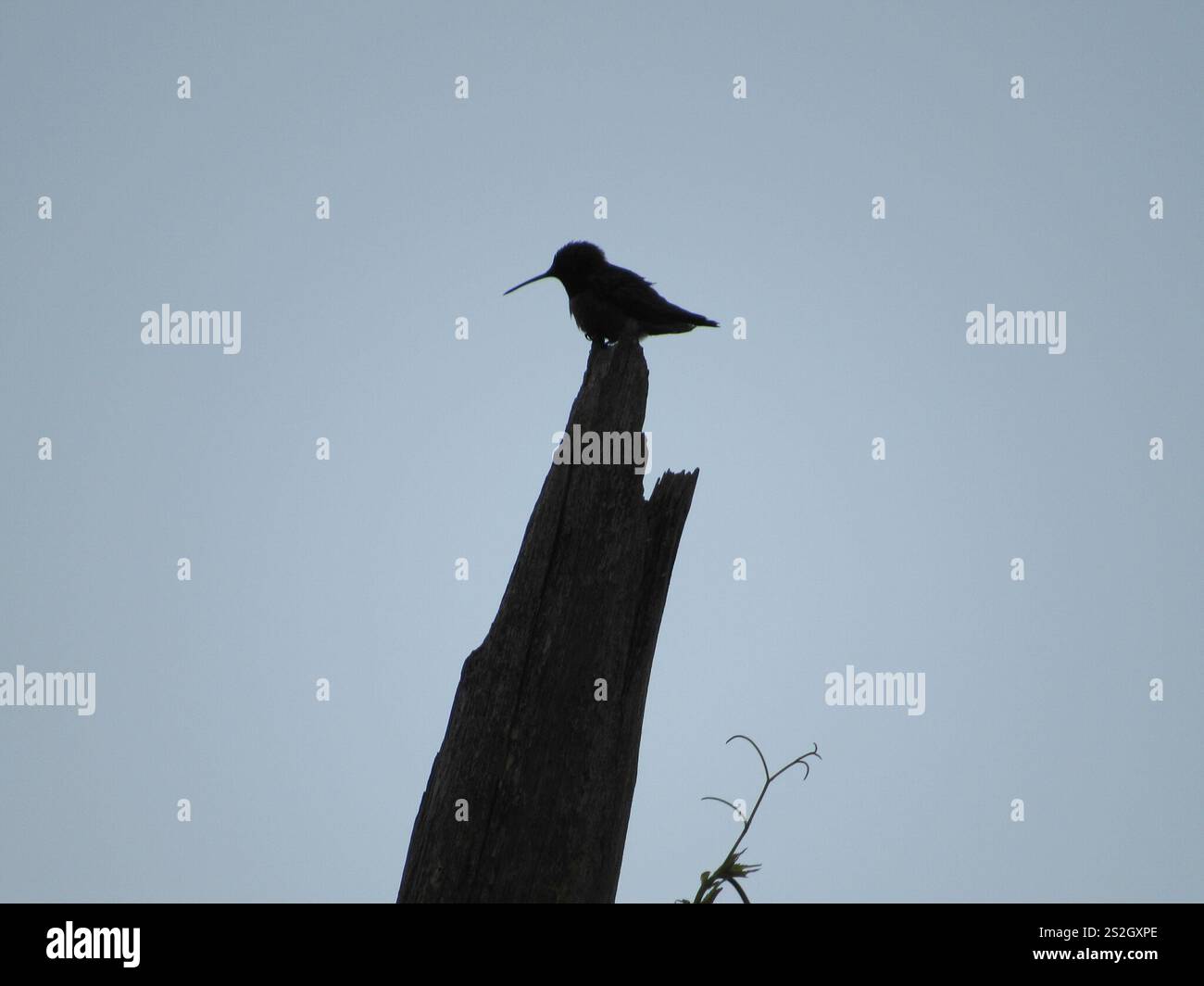 Ruby-throated Hummingbird (Archilochus colubris Stock Photo - Alamy