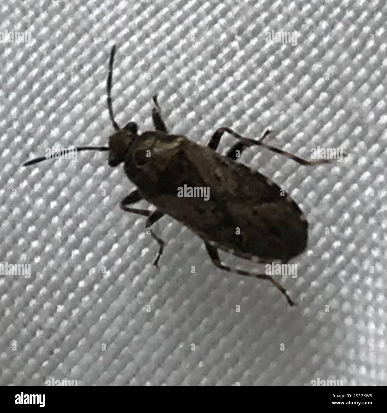 Nettle ground bug (Heterogaster urticae Stock Photo - Alamy