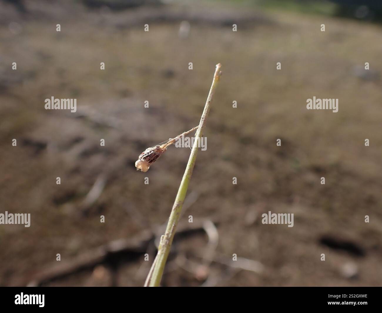 Water Lobelia (Lobelia dortmanna Stock Photo - Alamy