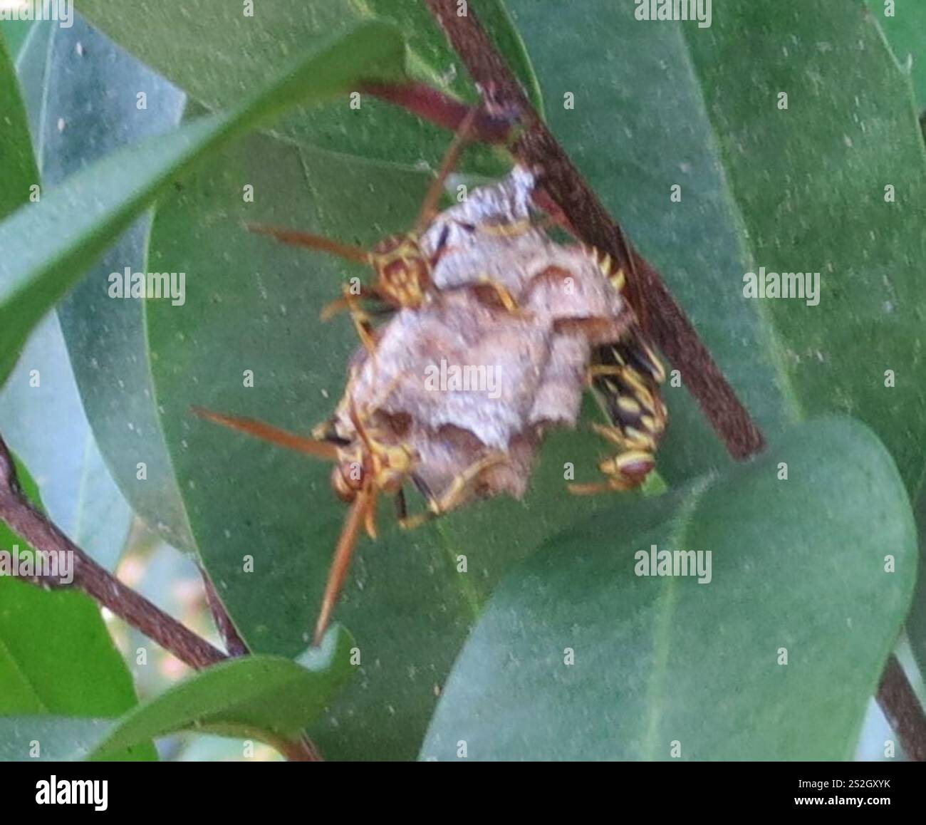 (Mischocyttarus mexicanus cubicola Stock Photo - Alamy