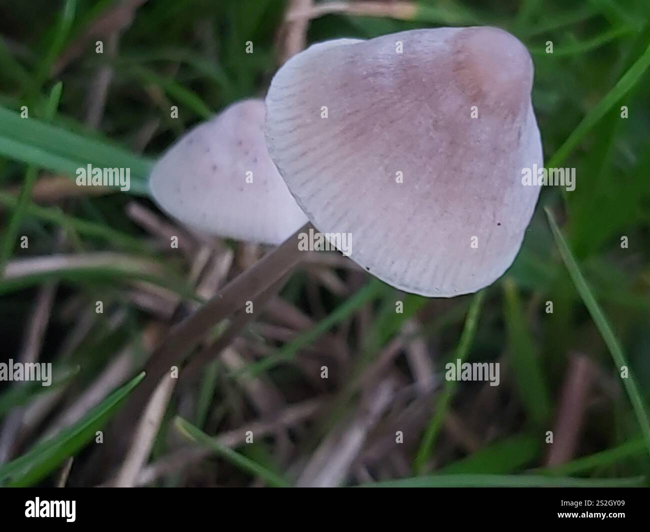 common bonnet (Mycena galericulata Stock Photo - Alamy