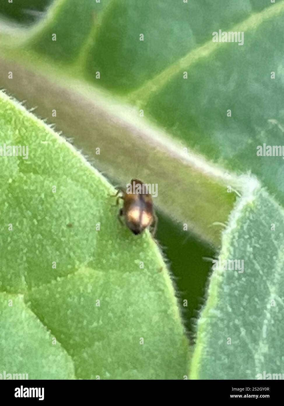 Hairy Flea Beetles (Epitrix Stock Photo - Alamy