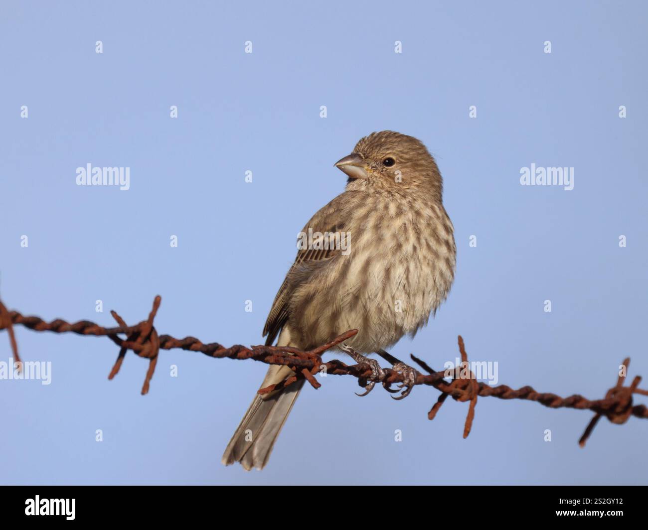 House Finch (Haemorhous mexicanus Stock Photo - Alamy