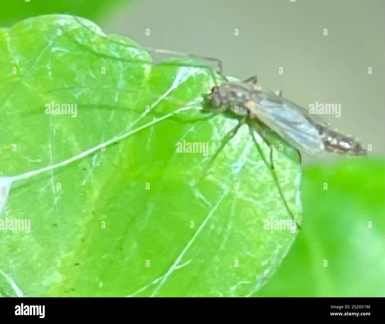 Non-biting Midges (Chironomidae Stock Photo - Alamy
