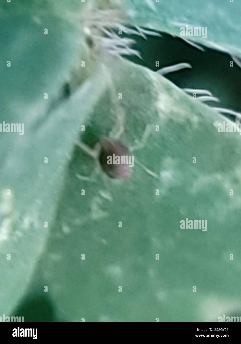 Mites and Ticks (Acari Stock Photo - Alamy