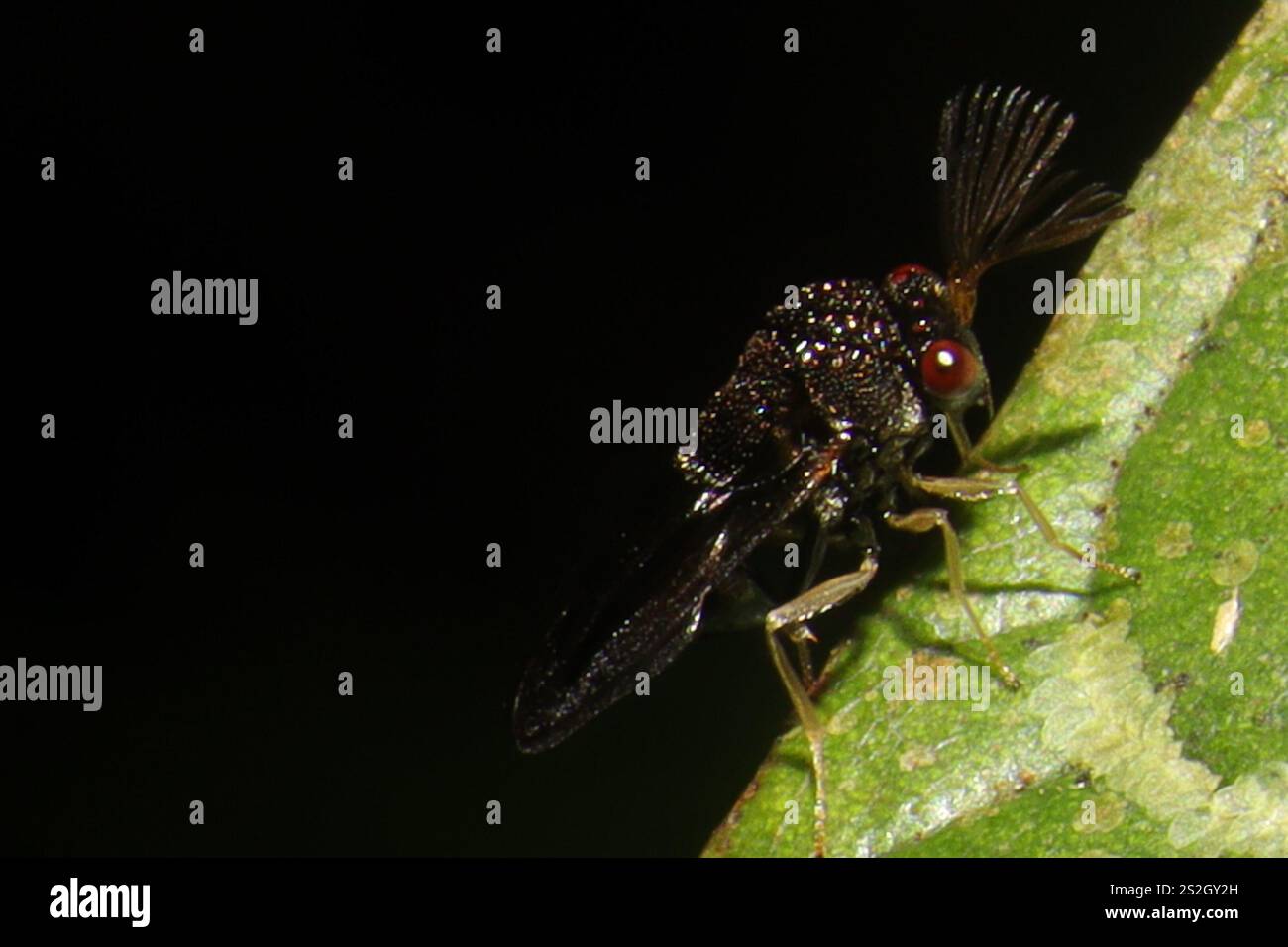 Kapala hi-res stock photography and images - Alamy