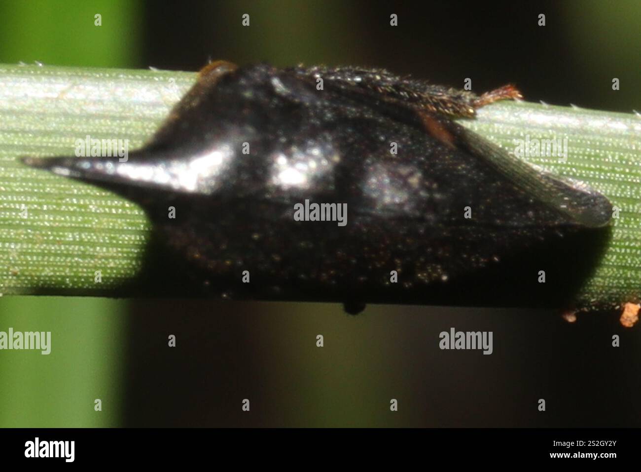 Typical Treehoppers (Membracidae Stock Photo - Alamy