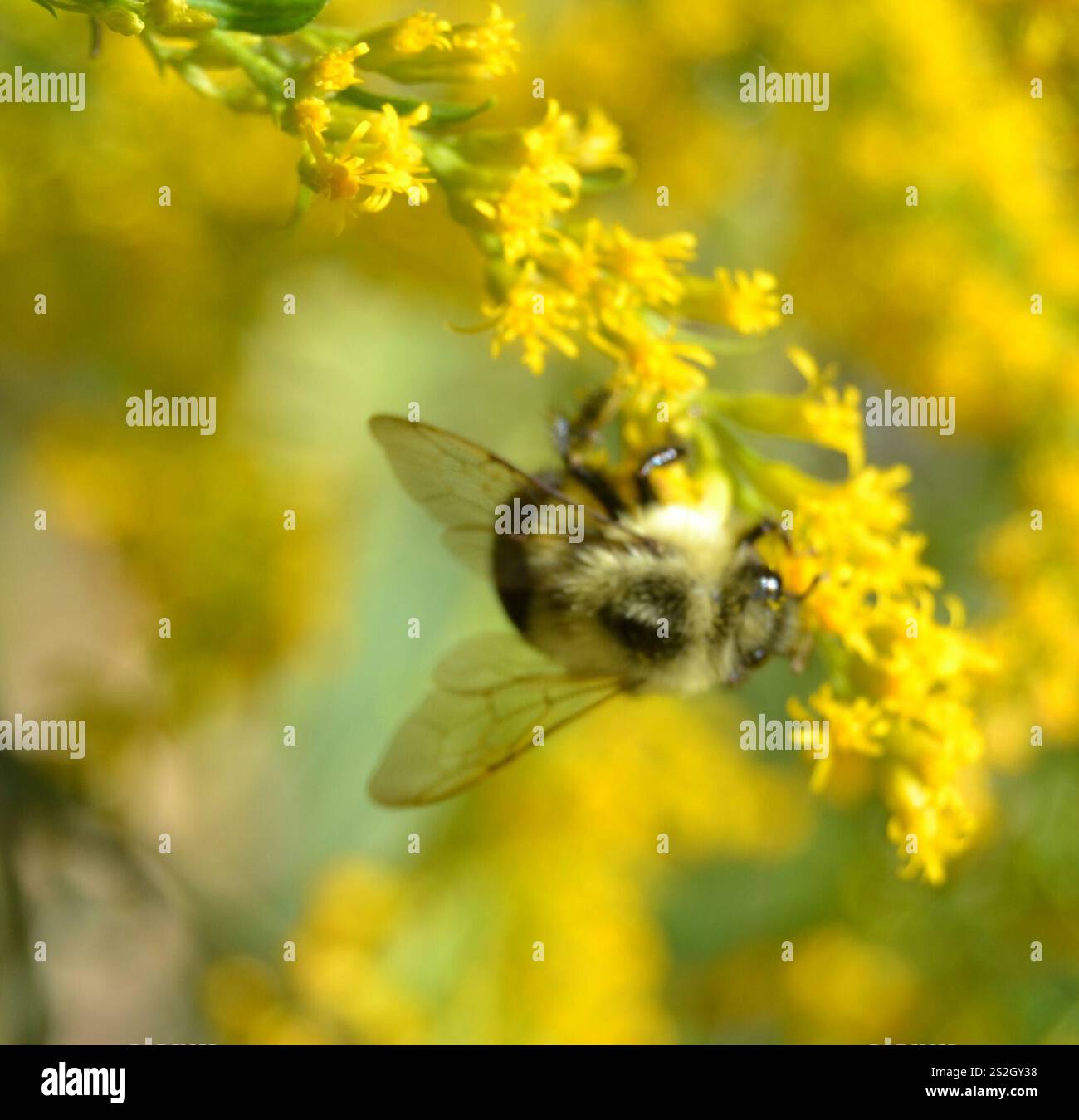 Common Eastern Bumble Bee (Bombus impatiens Stock Photo - Alamy