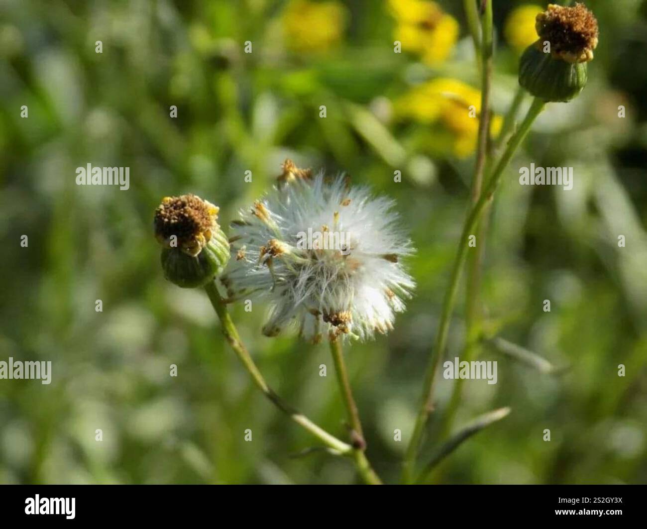 Madagascar Ragwort (Senecio madagascariensis Stock Photo - Alamy