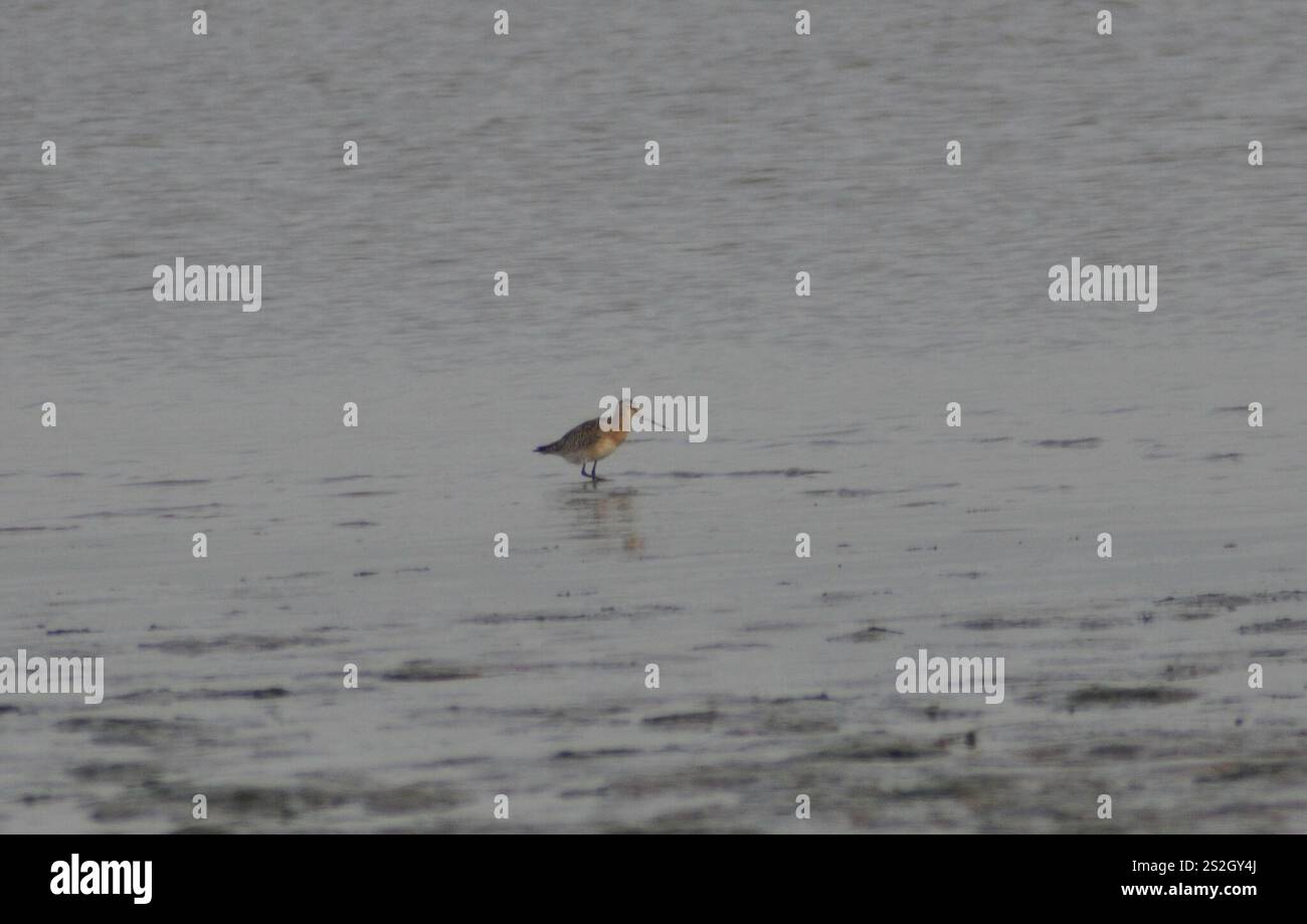 Black-tailed Godwit (Limosa limosa Stock Photo - Alamy