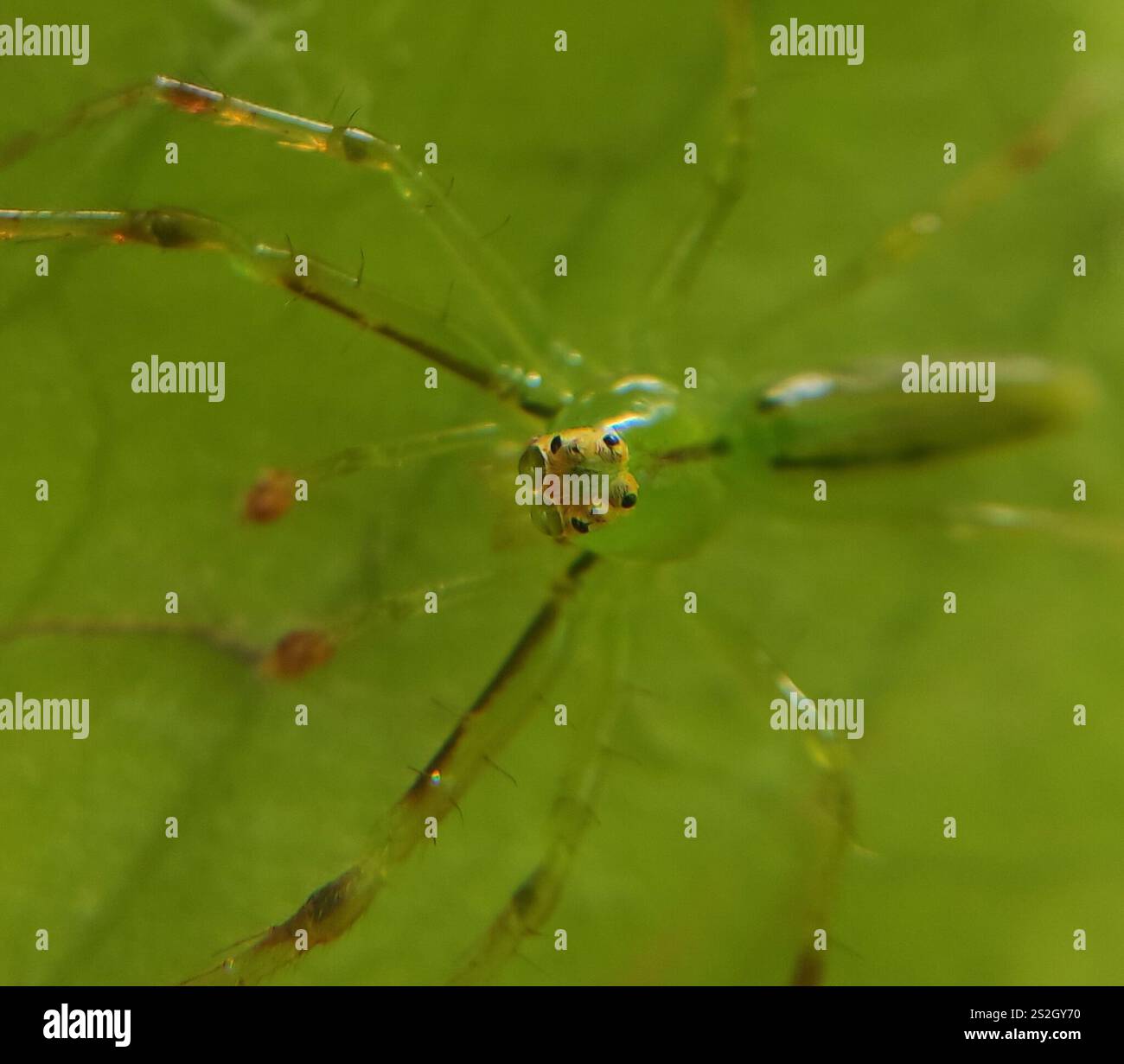 Translucent Green Jumping Spiders (Lyssomanes Stock Photo - Alamy