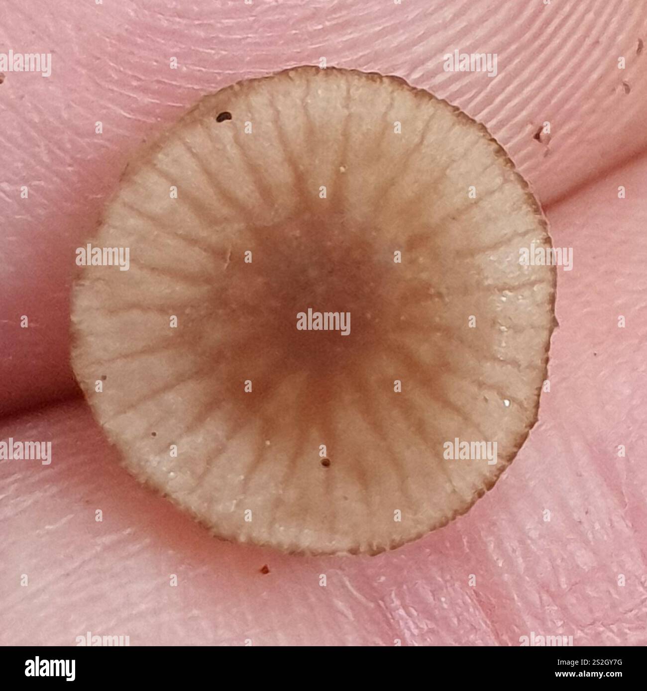 Bleeding Bonnet (Mycena sanguinolenta Stock Photo - Alamy