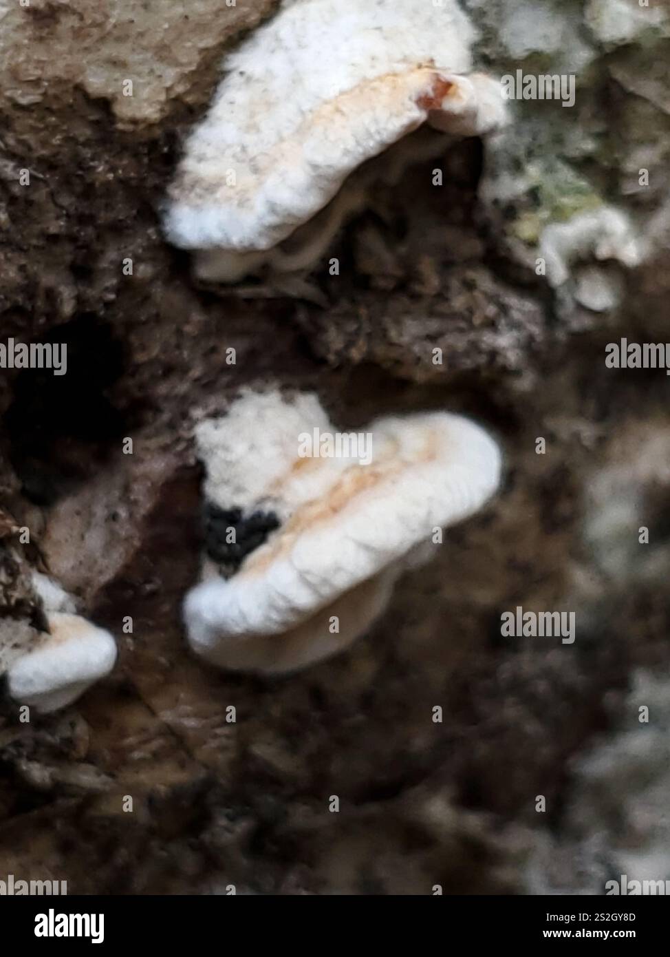 shelf fungi (Polyporales Stock Photo - Alamy