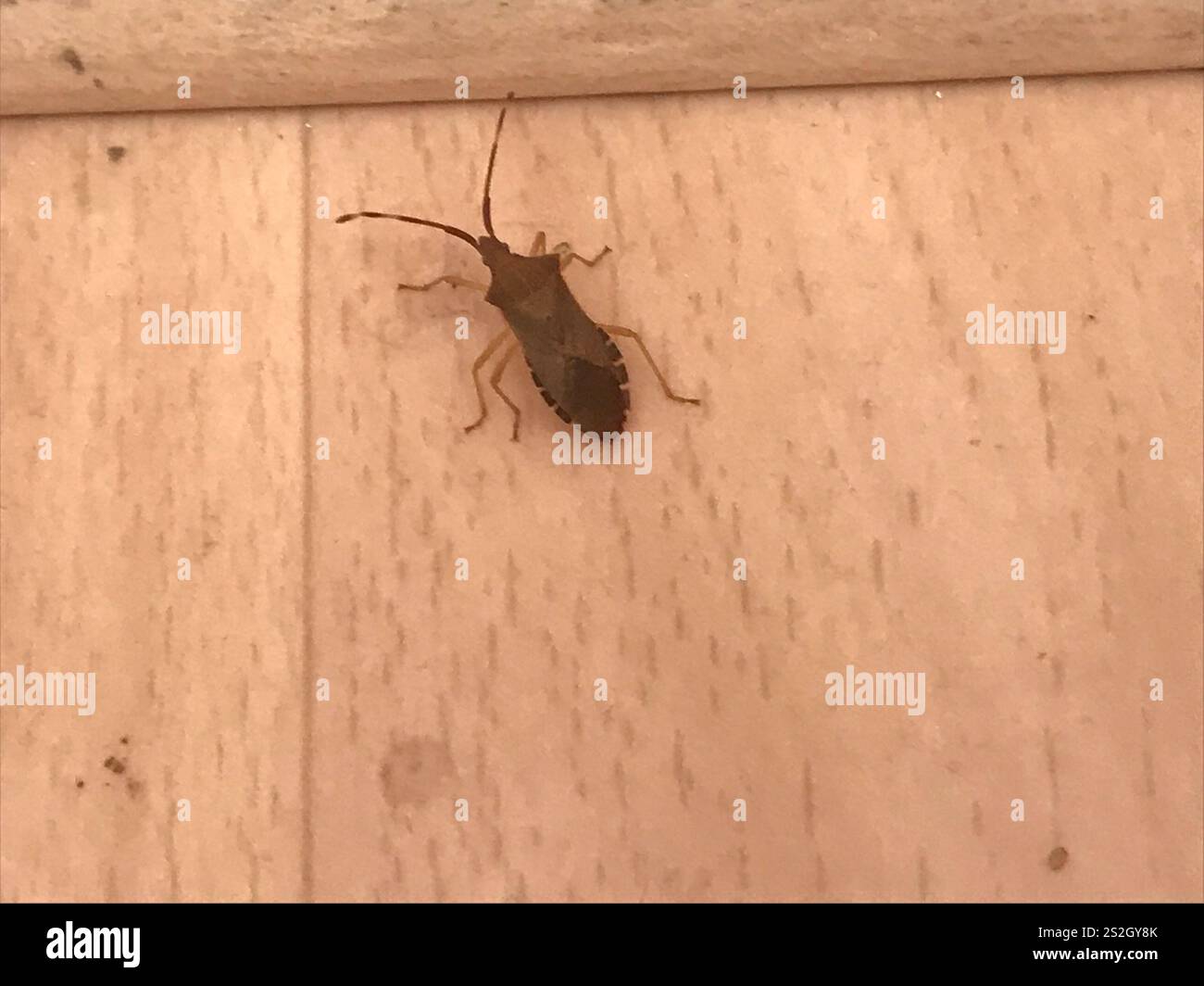 Box Bug (Gonocerus acuteangulatus Stock Photo - Alamy