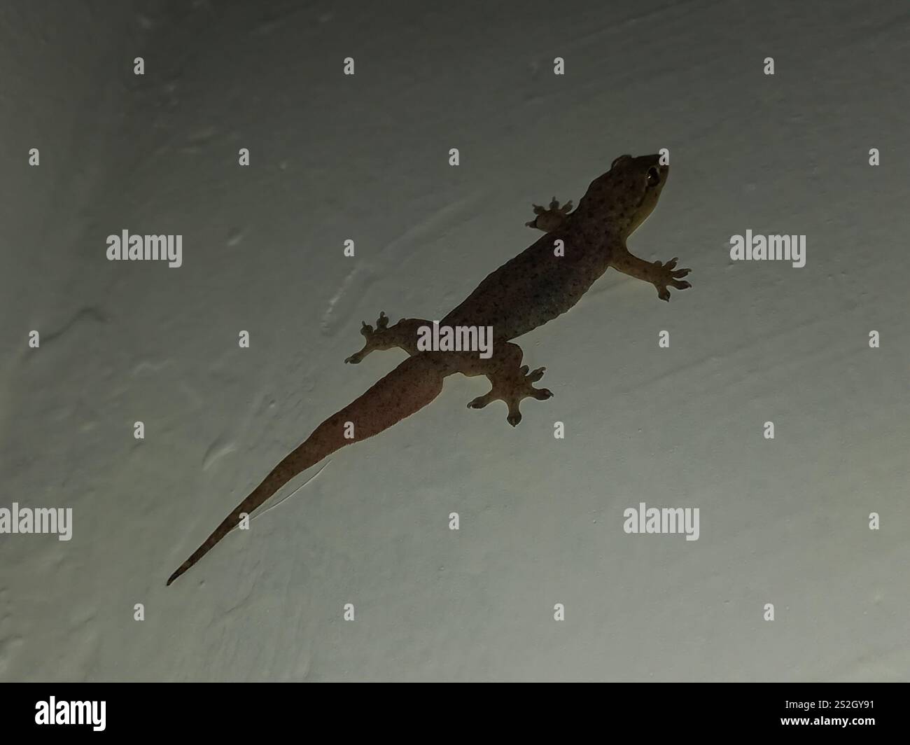Common Four-clawed Gecko (Gehyra mutilata Stock Photo - Alamy