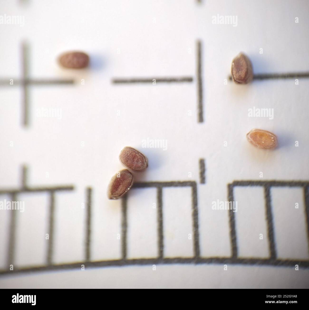 limestone sandmat (Euphorbia blodgettii Stock Photo - Alamy